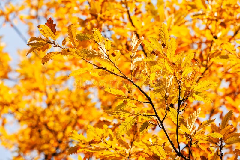 Autumn leaves on a branch stock photo. Image of beautiful - 79337176