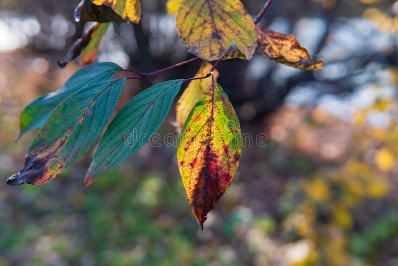 Autumn Leaves on a Branch Lit by the Sun with a Blurred Background ...