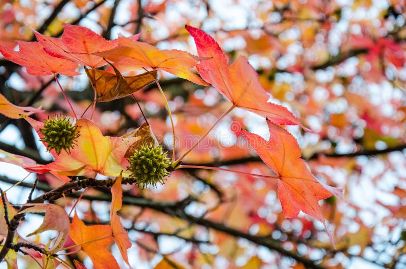 Autumn leaves on branch stock photo. Image of autumn - 79383280