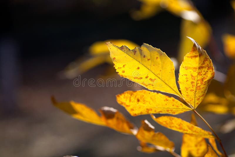 Autumn Leaves on Autumn Branches Stock Photo - Image of full, landscape ...