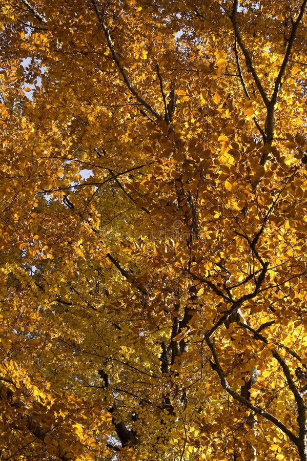 Autumn leaves on branches stock photo. Image of light - 79358750