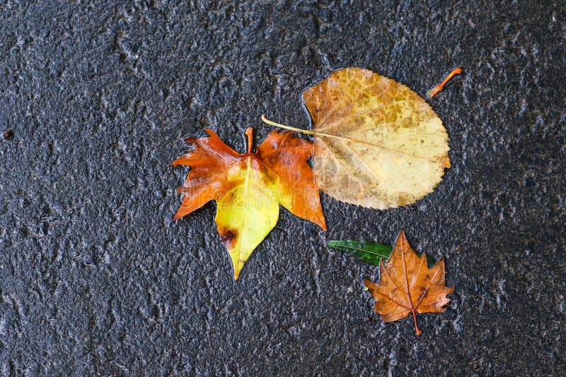 Fall mood stock image. Image of branches, beautiful - 100505079