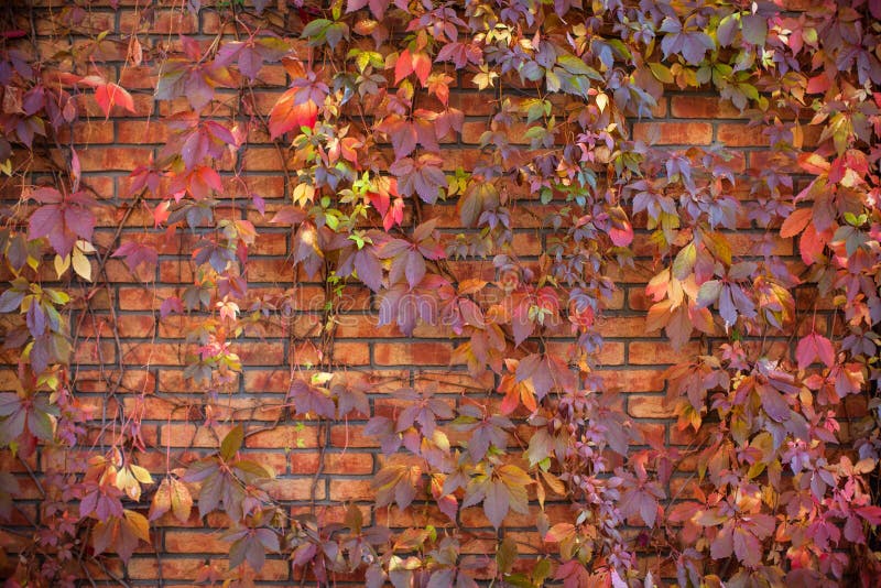 Autumn Leaves on a Brick Wall Stock Photo - Image of cement, concrete ...