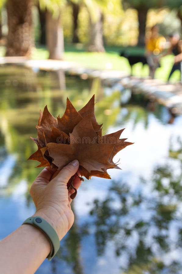 Autumn Leaves on Bucket Outdoor Background - Image Stock Image - Image ...