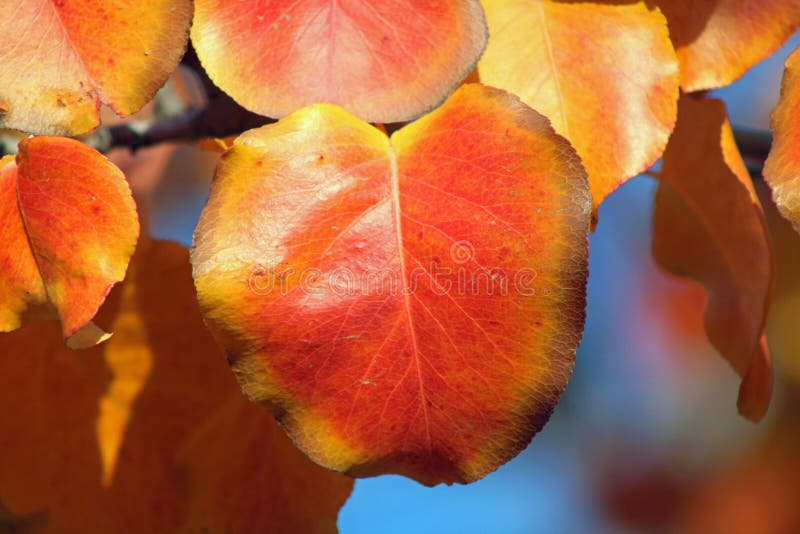 Autumn Leaves (CA 07762 stock image. Image of outside - 172819201