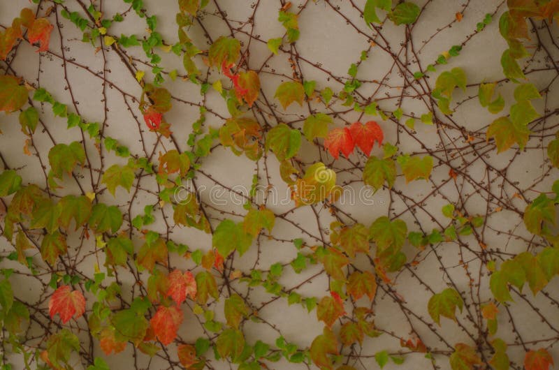 Autumn leaves on ceiling stock photo. Image of autumn - 261694370