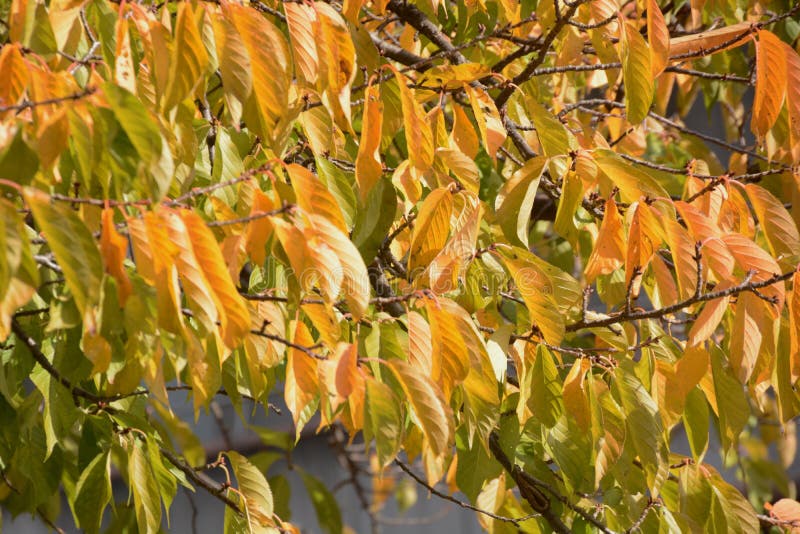 The Autumn Leaves of the Cherry Tree. Stock Photo - Image of outdoors ...