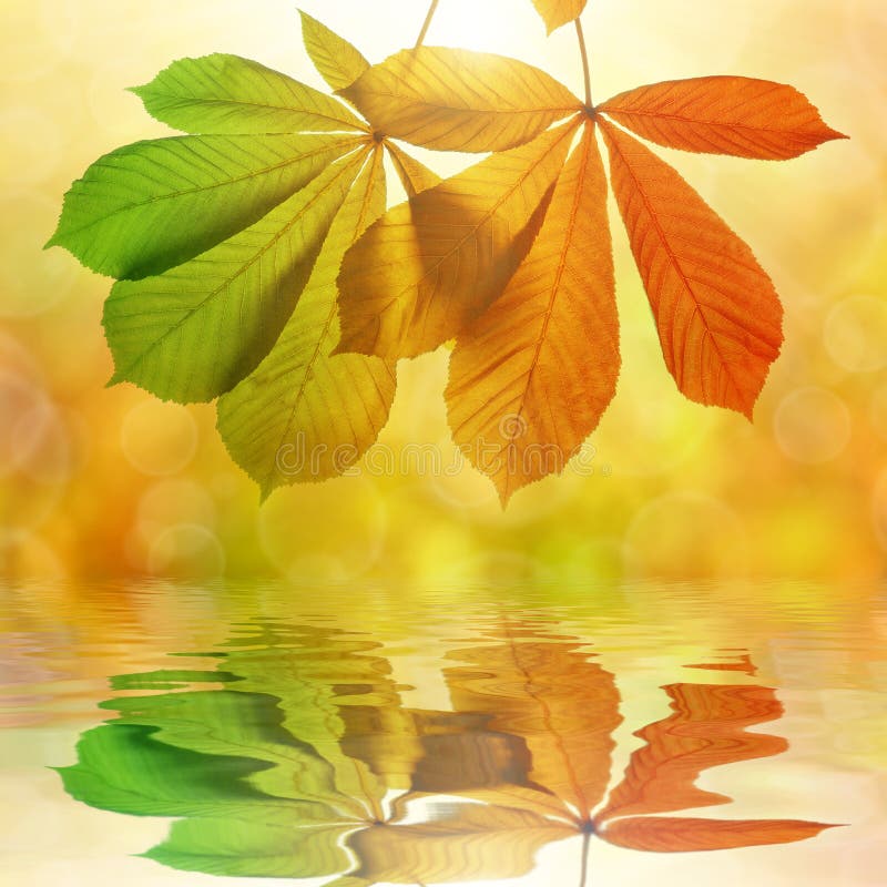 Autumn Leaves of Chestnut Tree Stock Image - Image of auburn, mirror ...