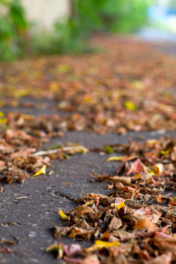 Autumn Leaves on a City Pavement Stock Image - Image of fall, foliage ...