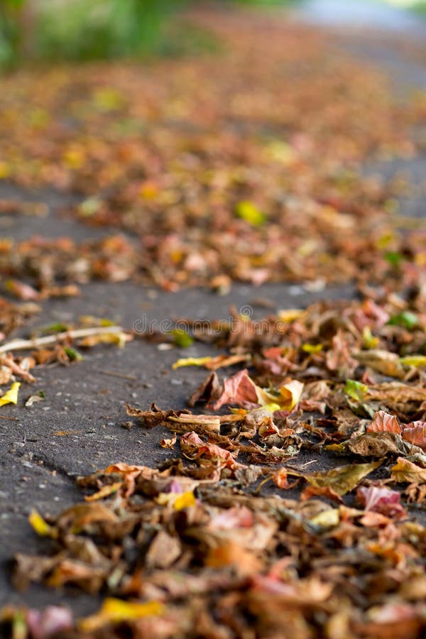 Autumn Leaves on a City Pavement Stock Photo - Image of texture, nature ...
