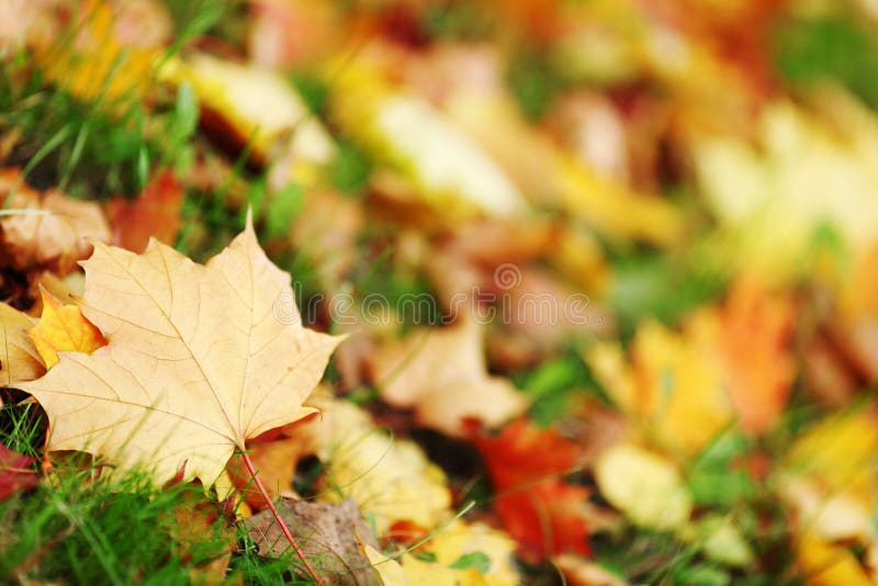 Autumn leaves close up stock photo. Image of beautiful - 26238758