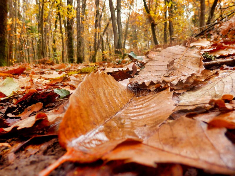Autumn Leaves Close-up stock image. Image of life, pattern - 380140731