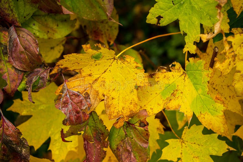 Autumn leaves close up stock photo. Image of close, pile - 162734342