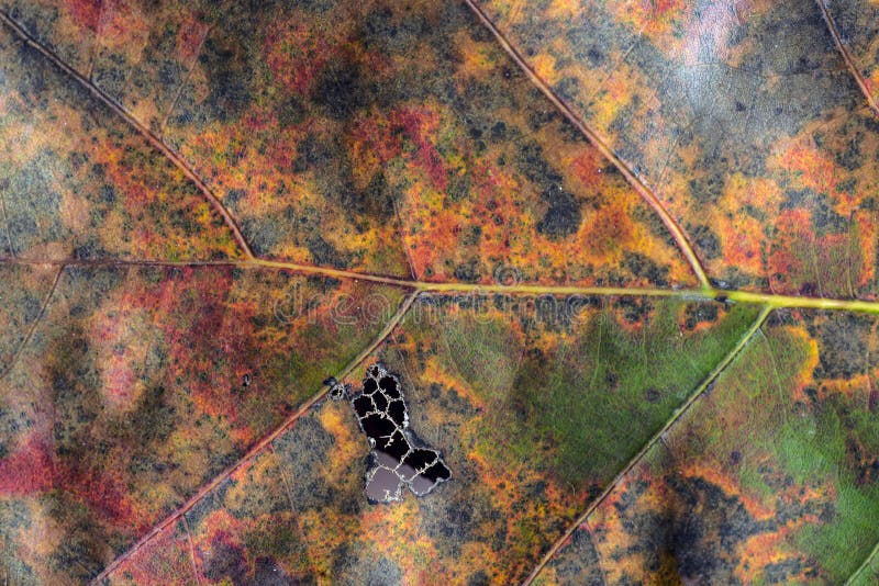 Autumn leaves stock image. Image of cloase, fall, leaves - 48581843