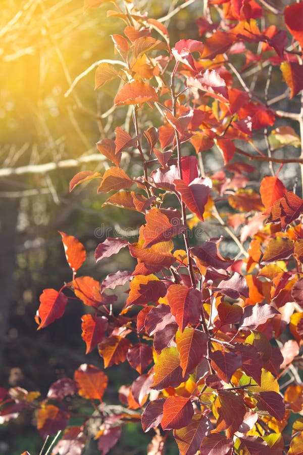 Autumn Leaves Closeup. Soft Focus Stock Photo - Image of autumn, leaves ...