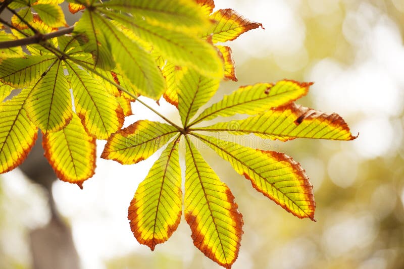 Fall leaves stock photo. Image of rusty, changing, branch - 45951722