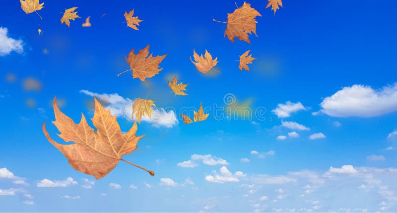 Autumn Winter Background Leaves Wind Weather Stock Photo - Image of ...