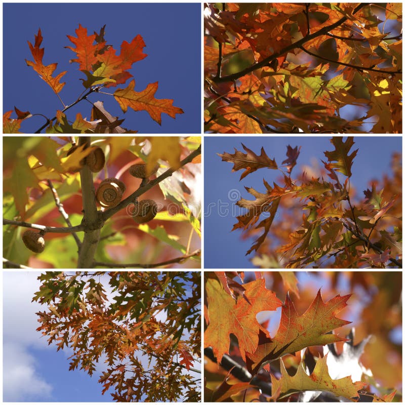 Autumn leaves collage stock image. Image of seasonal - 14061421