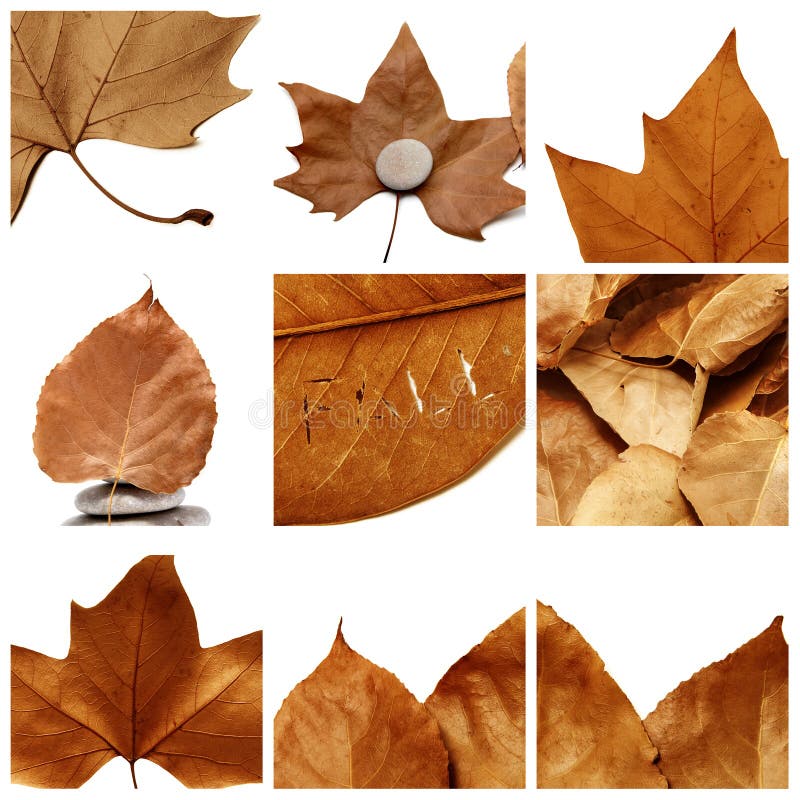 Autumn leaves collage stock image. Image of garden, fall - 15772167