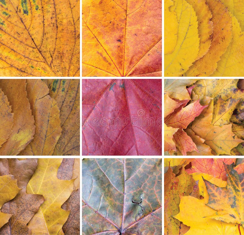 Autumn Leaves Collage Square Stock Image - Image of collage, colorful ...