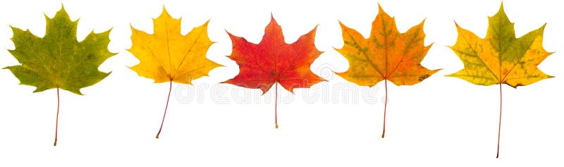 Leaves collection 1 stock image. Image of format, bush - 99452189