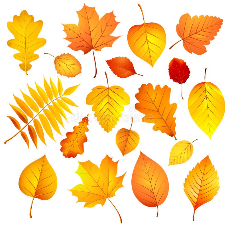 Collection of Autumn Leaves Stock Vector - Illustration of september ...