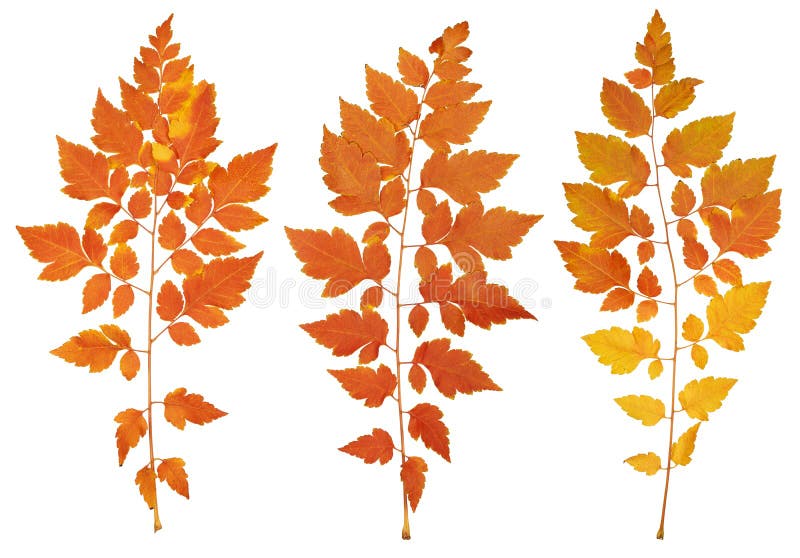 Autumn Leaves Collection, Object Set Isolated on White Stock Image ...