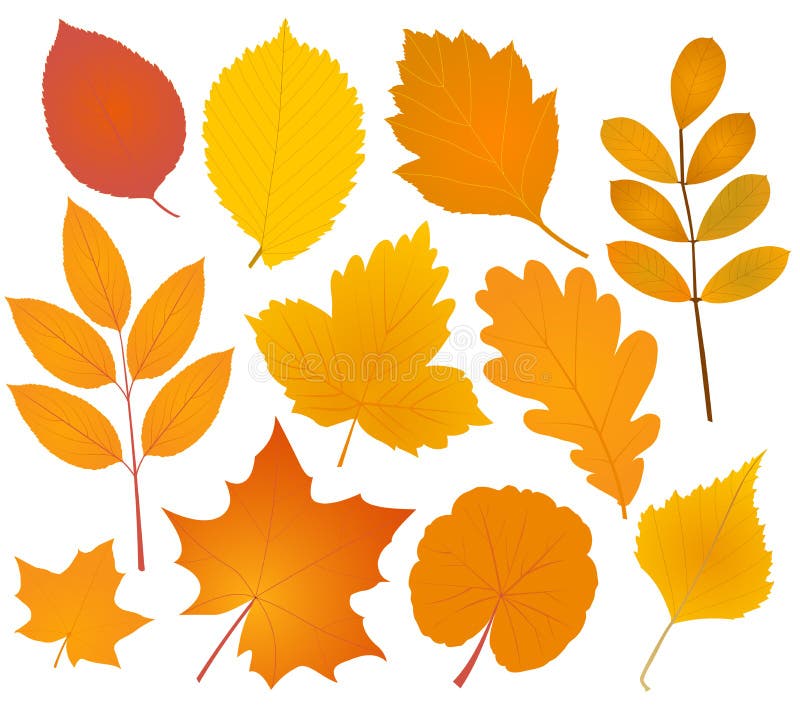 Autumn leaves stock vector. Illustration of silhouettes - 7828947