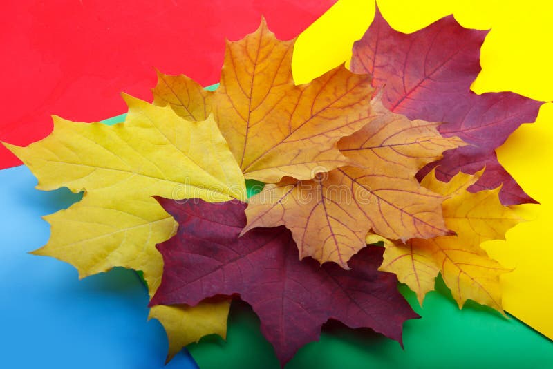 Autumn Leaves on the Colored Background Stock Photo - Image of color ...