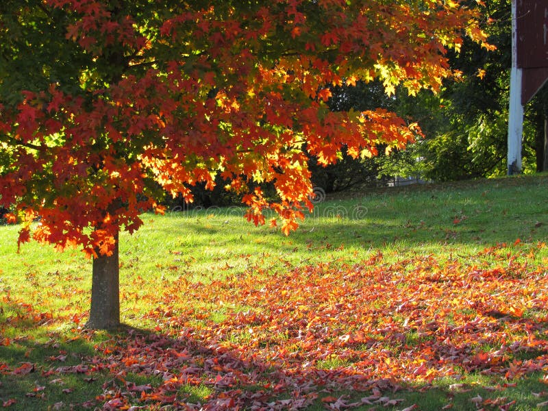 Autumn leaves stock image. Image of leaf, deciduous - 259132201