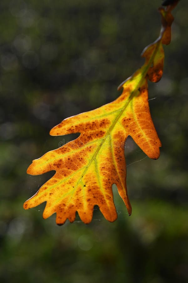 Close-up of Oak Leaves in Autumn Stock Photo - Image of botany, forest ...