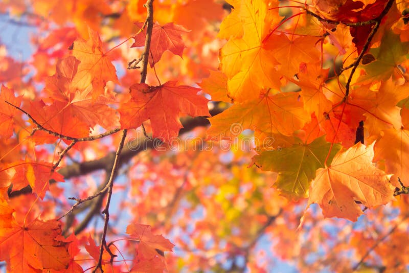 Autumn leaves stock photo. Image of summer, golden, bright - 100917140