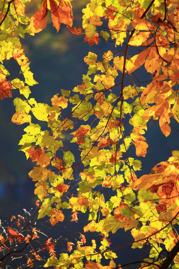 Autumn Leaves stock photo. Image of tree, branch, trees - 46019040