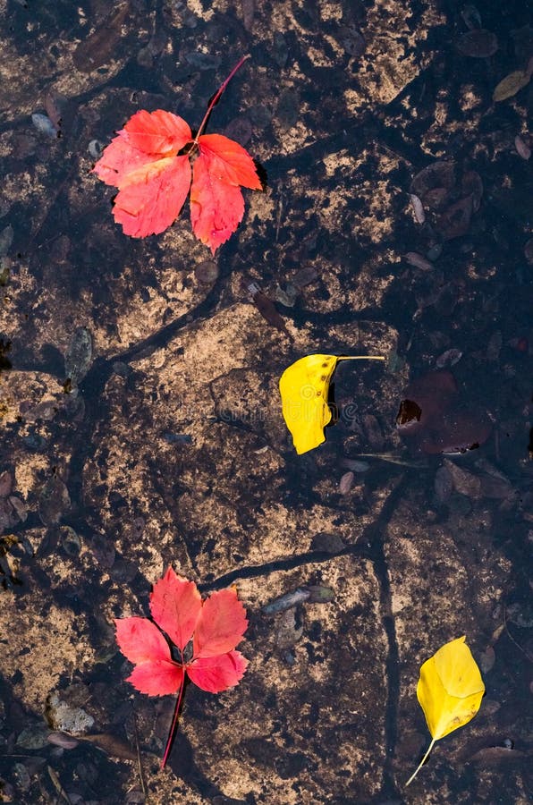 Autumn Leaves in the Colors Red and Yellow , Float on the Surface of a ...