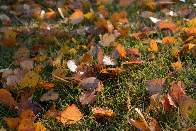 Autumn leaves stock image. Image of golden, colourful - 61771503