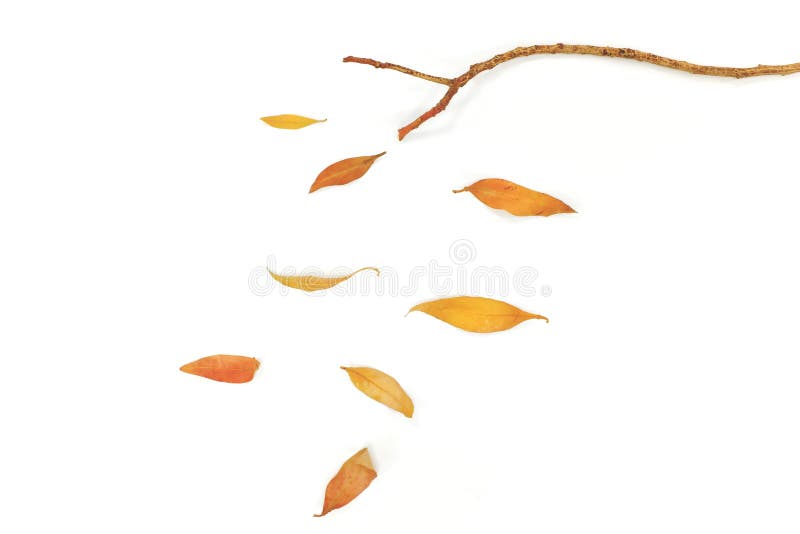 Autumn Leaves Composition. Dried Leaves Falling from Tree Branch Stock ...