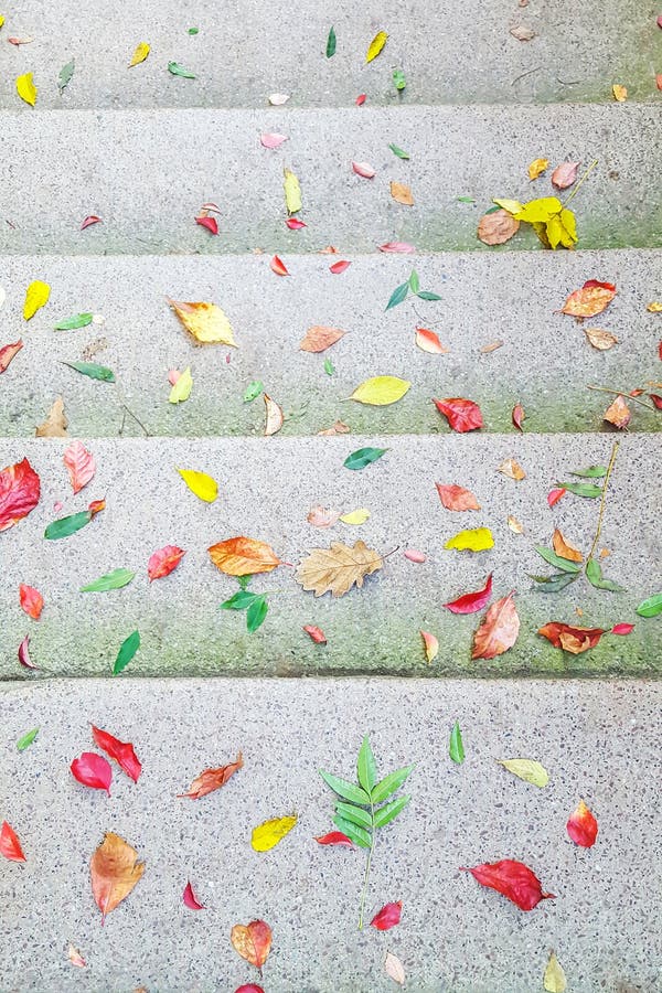Autumn Leaves on Concrete Stairs Stock Image - Image of tree, texture ...