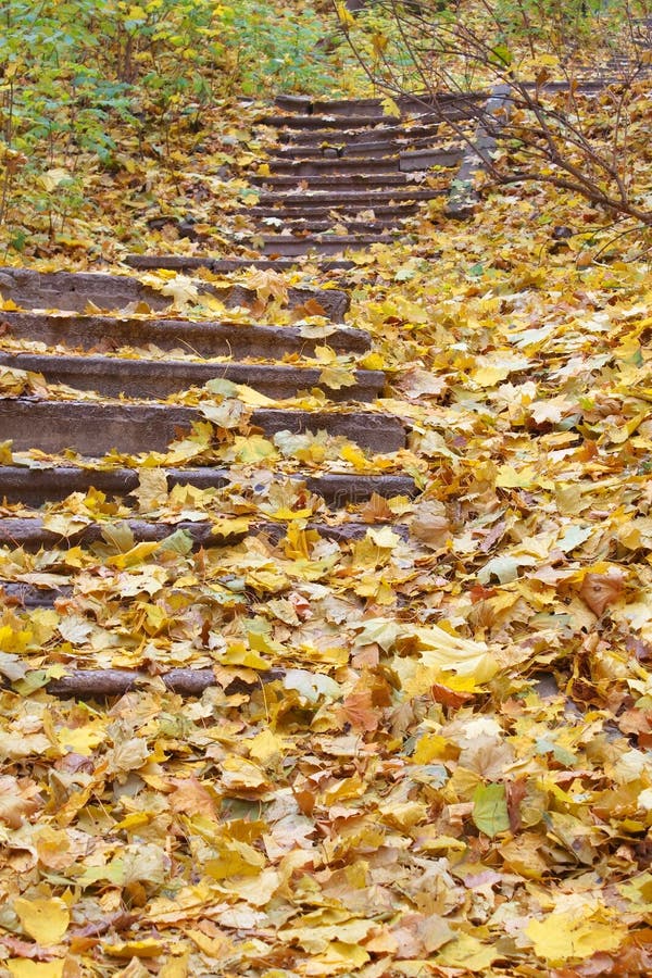 Autumn Leaves on Concrete Steps Stairs Stock Image - Image of garden ...