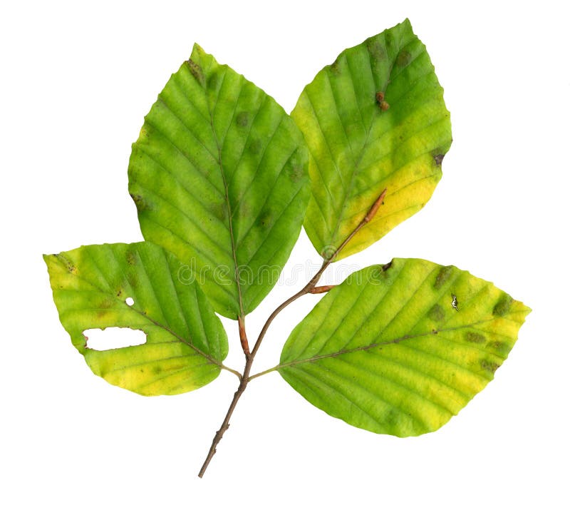 Autumn, Copper Harbor, Michigan Stock Image - Image of north, northern ...