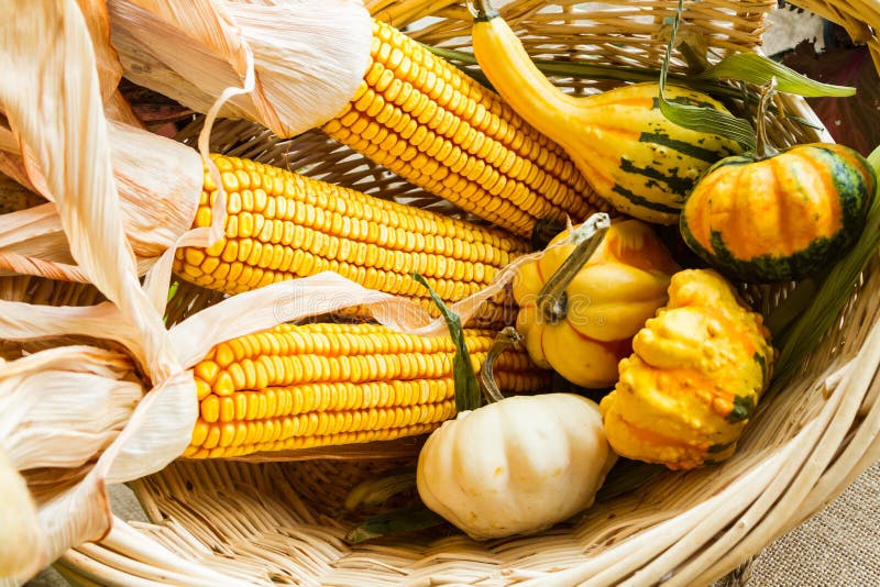 Autumn Leaves, Corn and Gourds Stock Photo - Image of husks, nature ...