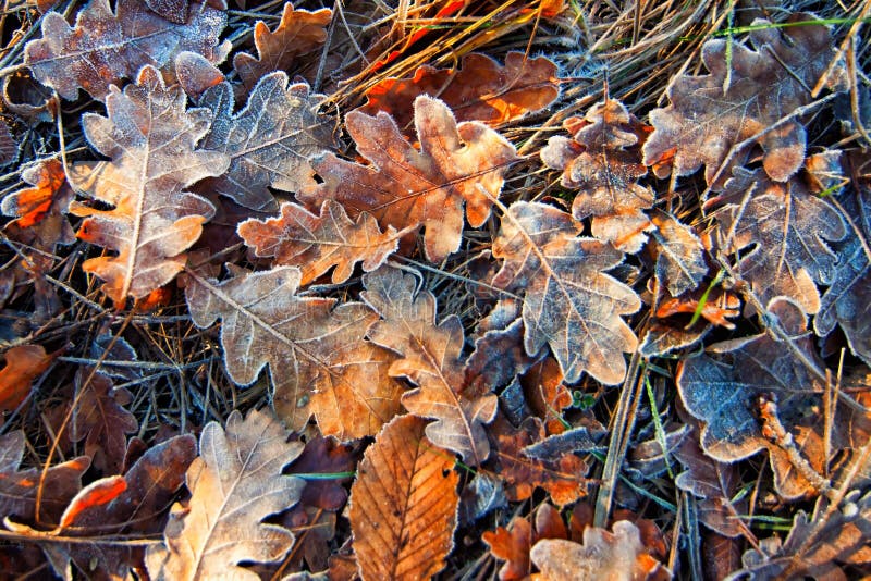 Autumn Leaves are Covered with Frost Stock Image - Image of element ...