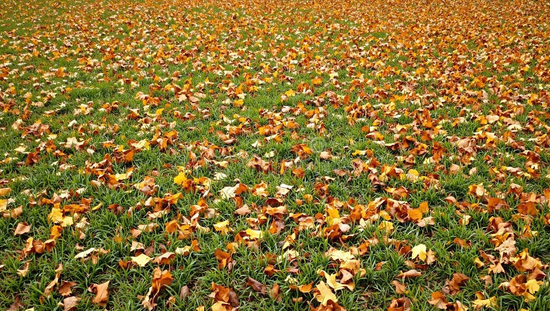 Autumn Leaves Covering Backyard Lawn in Disarray Stock Illustration ...