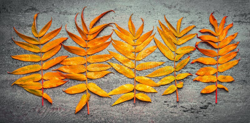 Autumn Leaves Creative Flat Lay Stock Image - Image of leaf, space ...