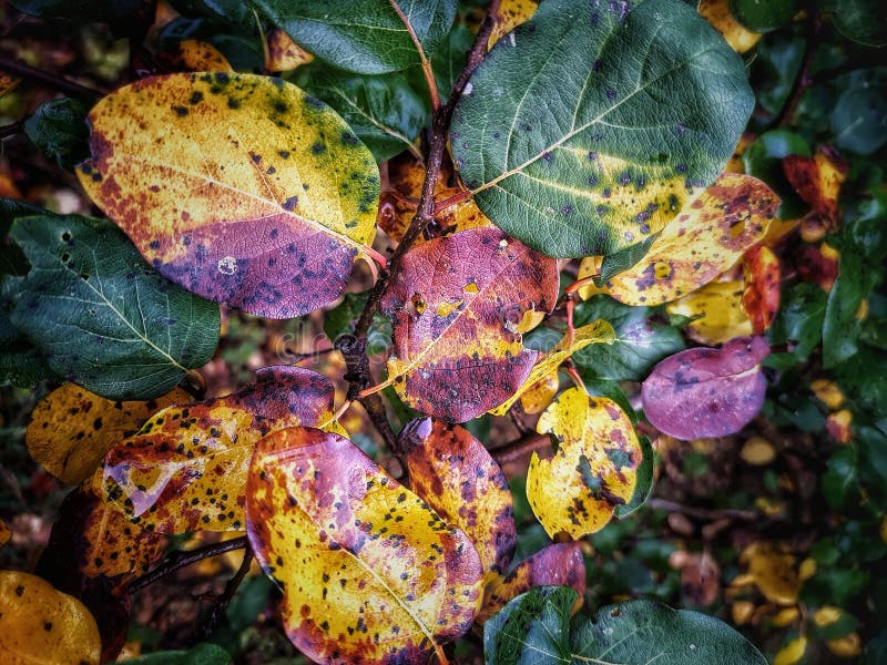 Autumn Leaves stock photo. Image of season, leaves, damp - 304957412