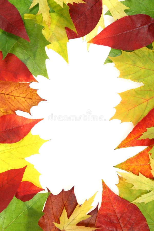Autumn leaves design stock photo. Image of colourful - 10917562