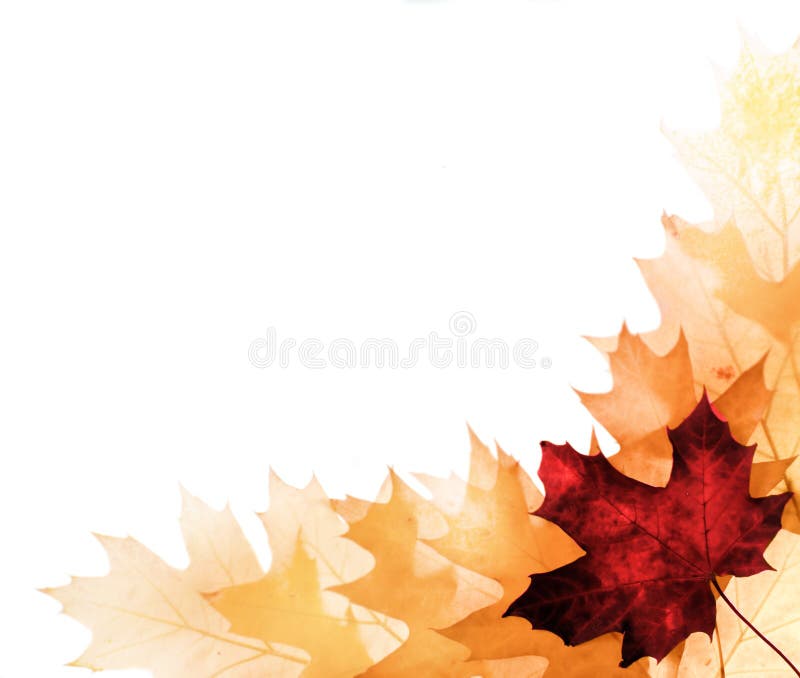 Autumn leaves for design stock image. Image of sunlight - 16453803