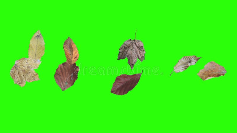 Autumn Leaves Design Elements Animation on the Green Screen Stock Video ...