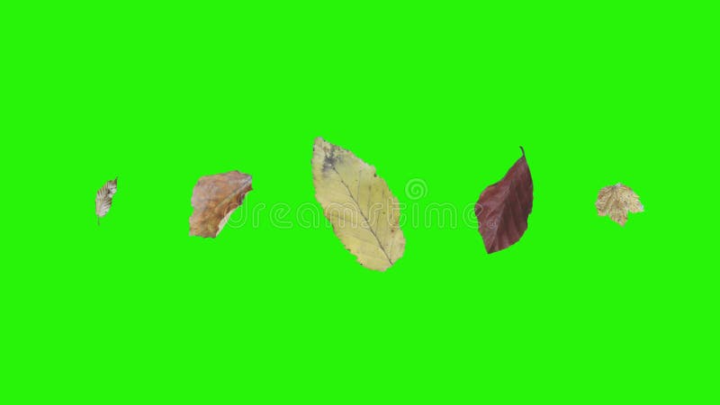 Autumn Leaves Design Elements Animation on the Green Screen Stock Video ...