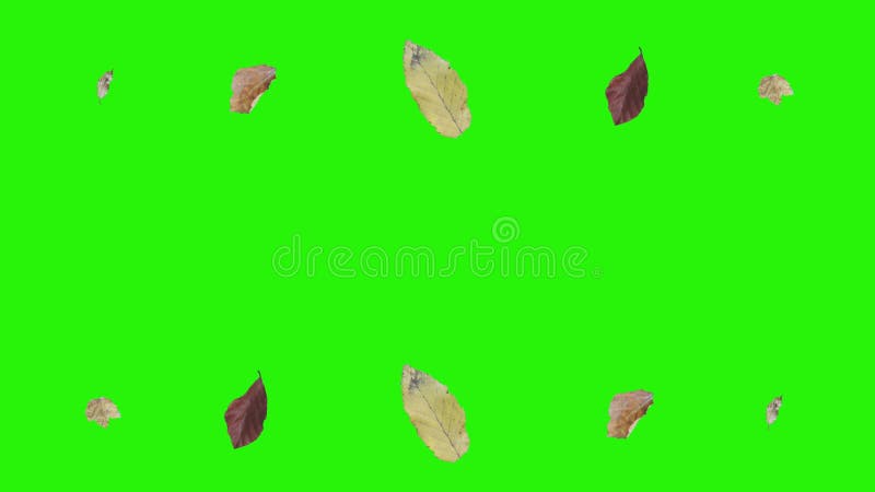 Autumn Leaves Design Elements Animation on the Green Screen Stock Video ...