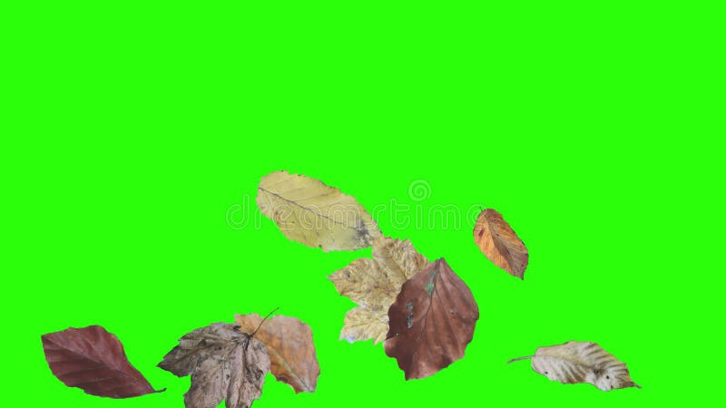 Autumn Leaves Design Elements Animation on the Green Screen Stock Video ...